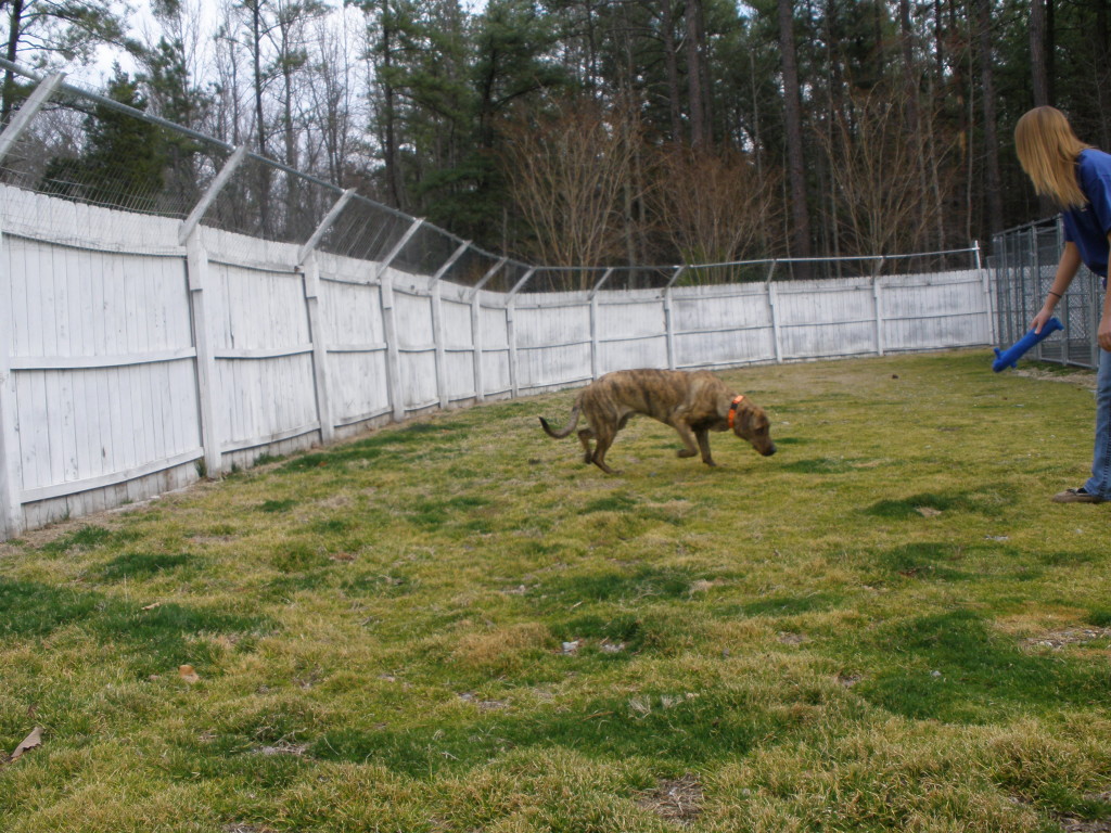 Tour – Wagging Tails Kennel